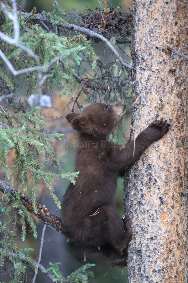 Black Bear Cub in Banff National Park, Alberta, Canada Stock Image ...