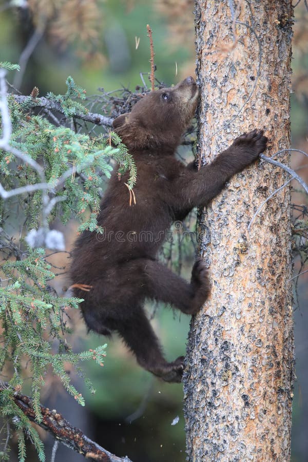 Black Bear Cub in Banff National Park, Alberta, Canada Stock Photo ...