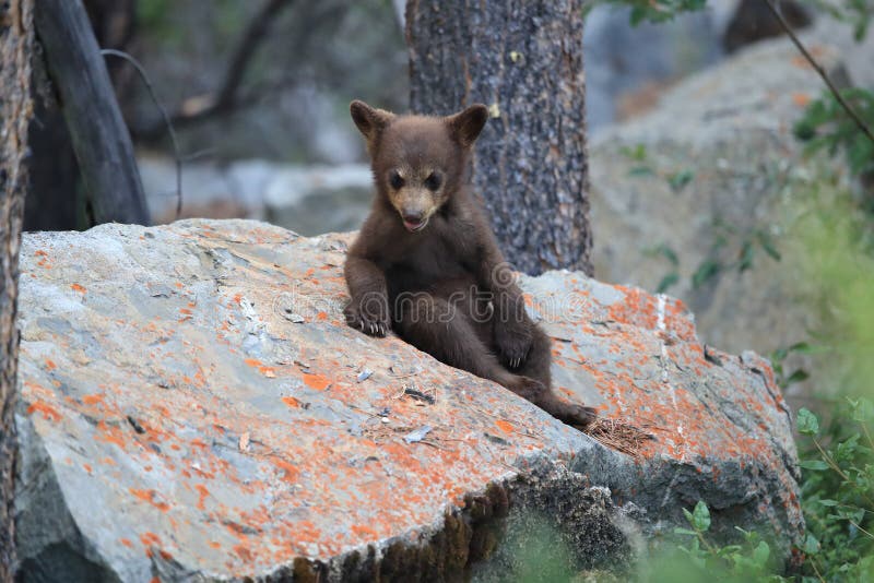 Black Bear Cub in Banff National Park, Alberta, Canada Stock Photo ...