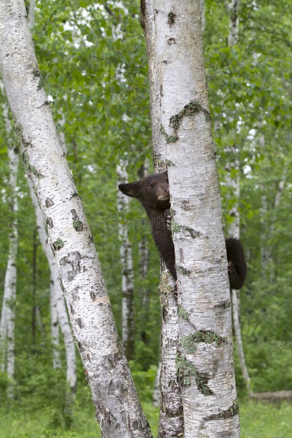 Black Bear Cub in a Birch Tree Stock Photo - Image of cute, forest ...