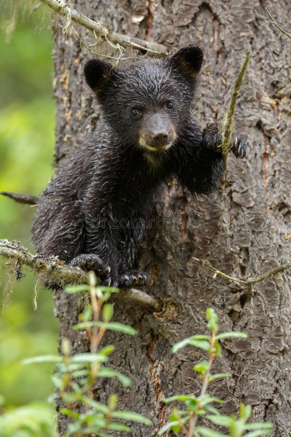 2,724 Black Bear Cub Tree Stock Photos - Free & Royalty-Free Stock ...