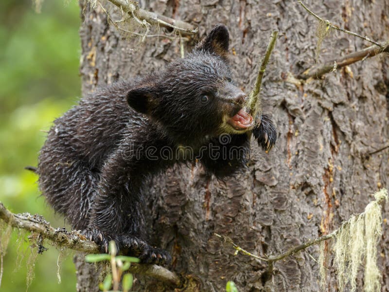 Black Bear Cub Tree Stock Images - Download 1,313 Royalty Free Photos