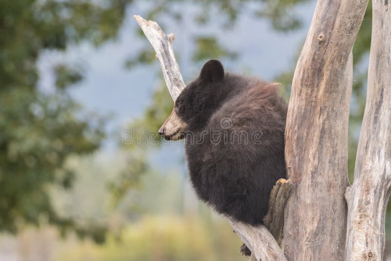 Black Bear Cub stock image. Image of alaska, cute, black - 79116907