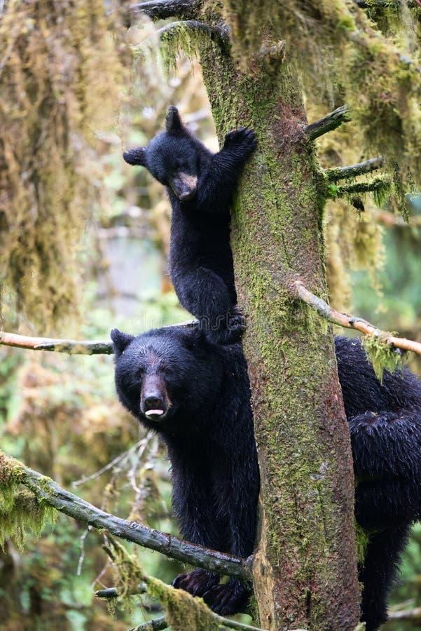 Black Bear Cub and Mother in a Tree Stock Image - Image of nature ...