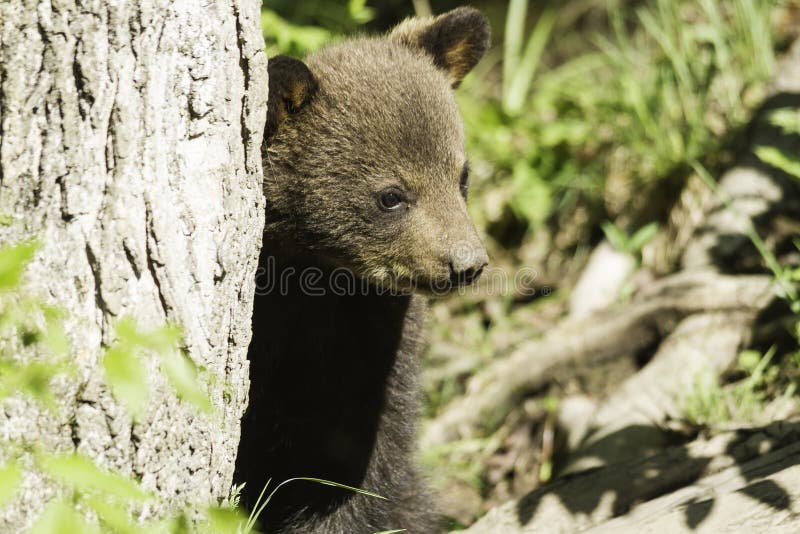 Black Bear Cub in the Spring Stock Photo - Image of playing, outdoors ...