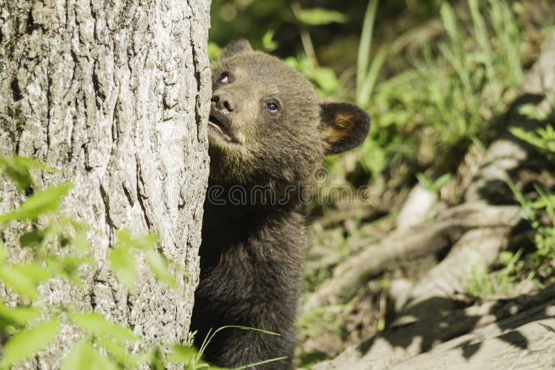 Black Bear Cub in the Spring Stock Photo - Image of mammal, cades: 41225420