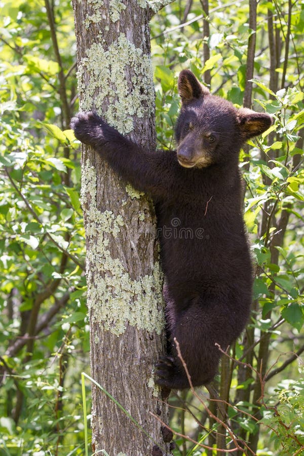 3,244 Black Bear Cub Tree Stock Photos - Free & Royalty-Free Stock ...