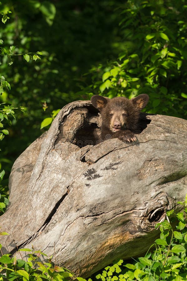 Black Bear Cub (Ursus Americanus) Peeks Out of Log Stock Photo - Image ...