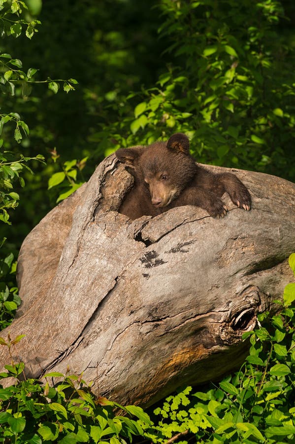 Bear on a Log stock photo. Image of animal, moan00016 - 5229518