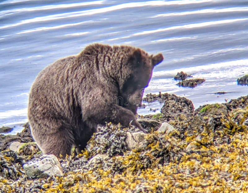 Black Bear Digging for Food Stock Photo - Image of nature, animals ...