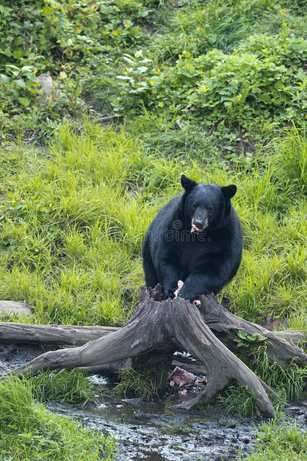 178 Bear Eating Deer Stock Photos - Free & Royalty-Free Stock Photos ...