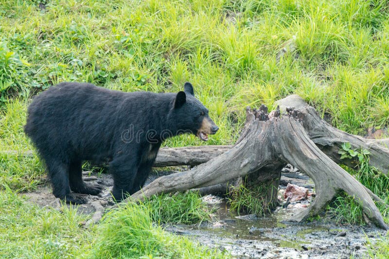 178 Bear Eating Deer Stock Photos - Free & Royalty-Free Stock Photos ...