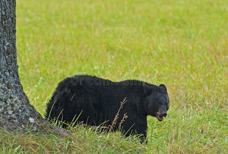 A Black Bear Eating Walnuts Beneath a Walnut Tree. Stock Photo - Image ...