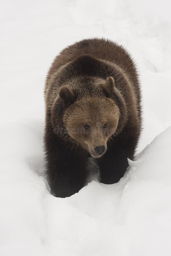 Black bear stock photo. Image of mammal, beautiful, arctos - 56367118