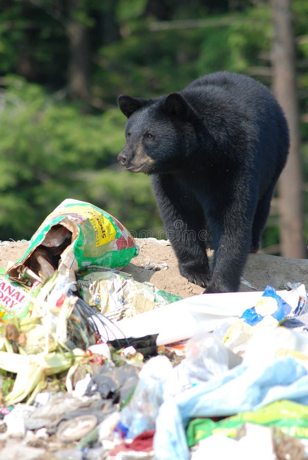 Black Bear on a Garbage Dump Stock Image - Image of bags, dump: 122633683