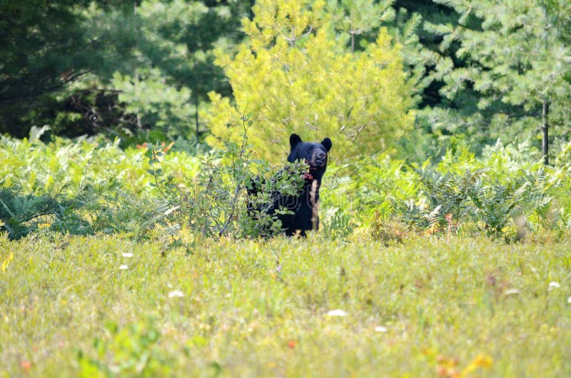 Black Bear Hunting for Berries Stock Image - Image of bear, berry ...