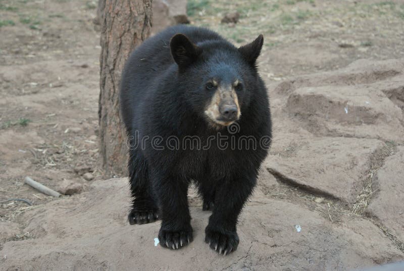stock photo. Image of animal, carnivore, mammal, caniforms - 36126804