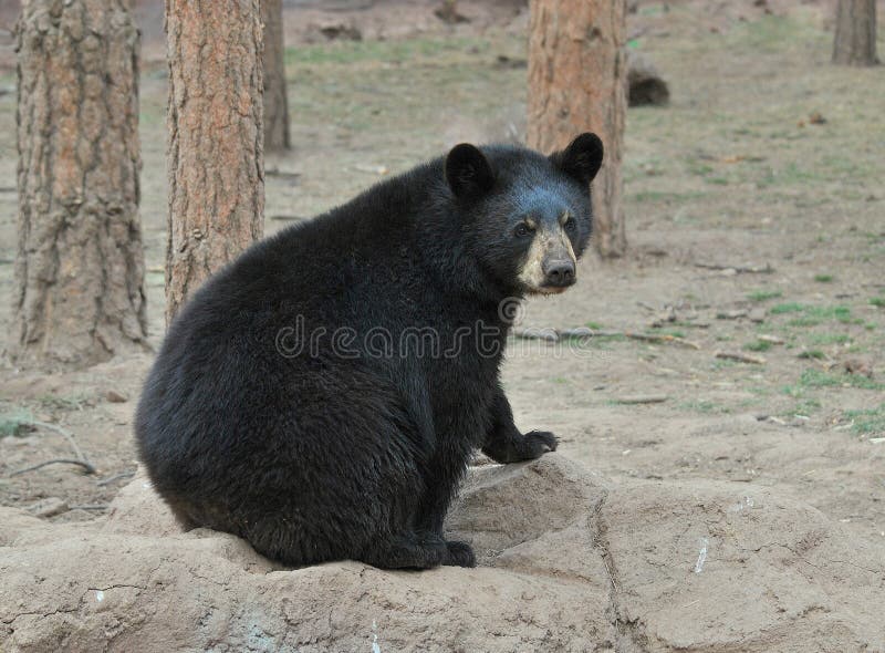 Black Bear stock image. Image of carnivore, mammal, caniforms - 36126809