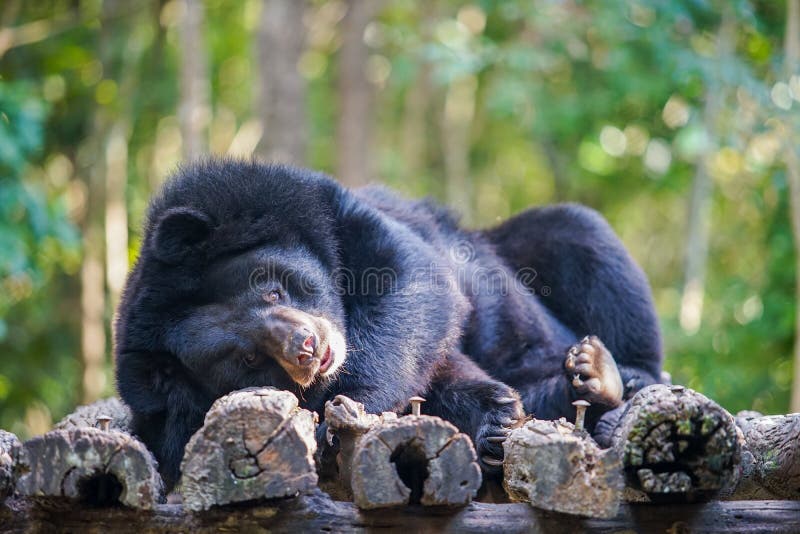 Black bear stock photo. Image of heavy, cave, fighting - 81393106