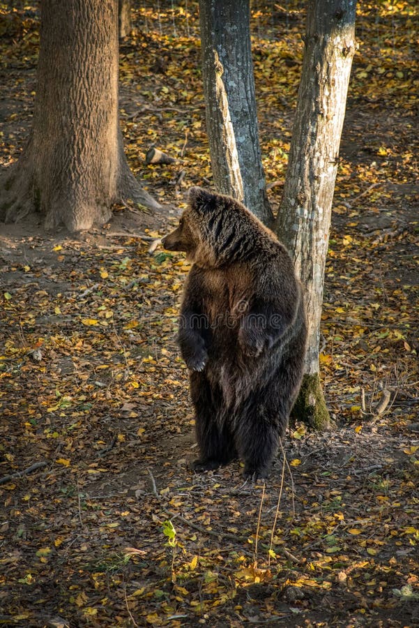 Black Bear Leaning Against a Tree Scratching Its Back in the Autumn ...