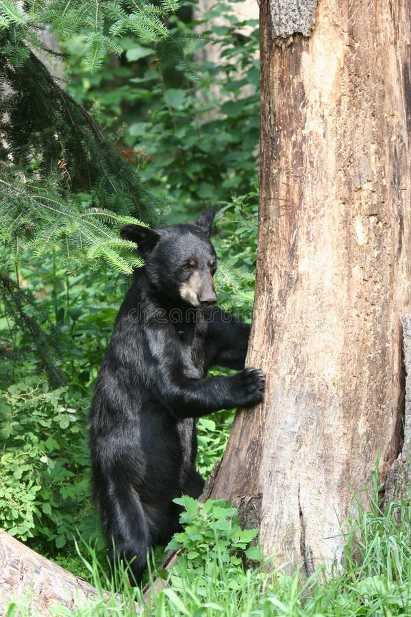 Black Bear stock photo. Image of scarface, little, hiding - 48520938
