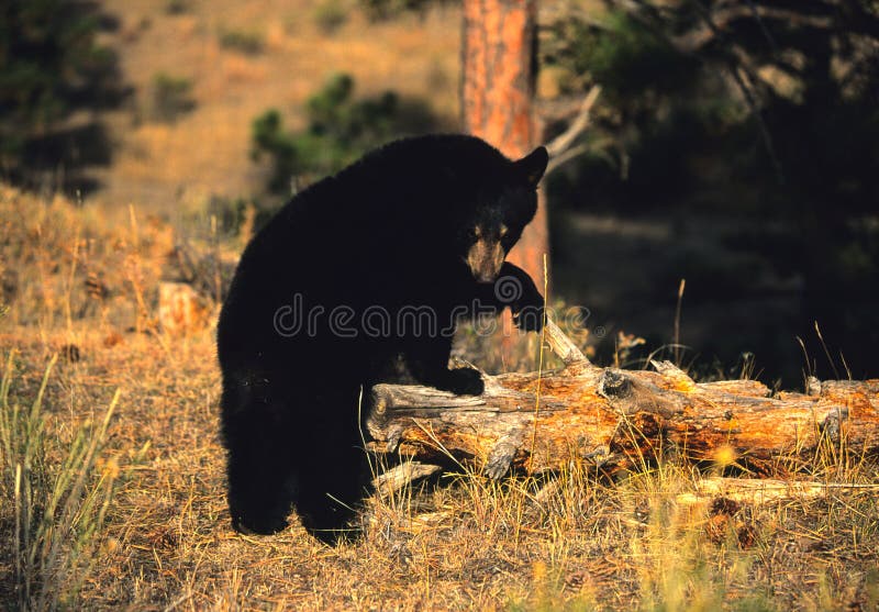 Black Bear on Log stock photo. Image of wildlife, black - 15849364