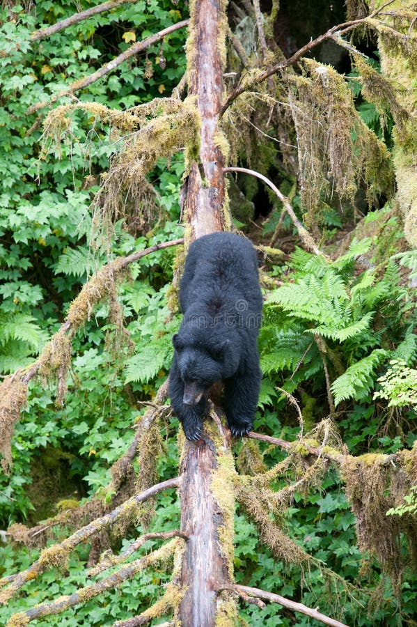 Black bear on a log stock image. Image of feeding, claws - 56946079