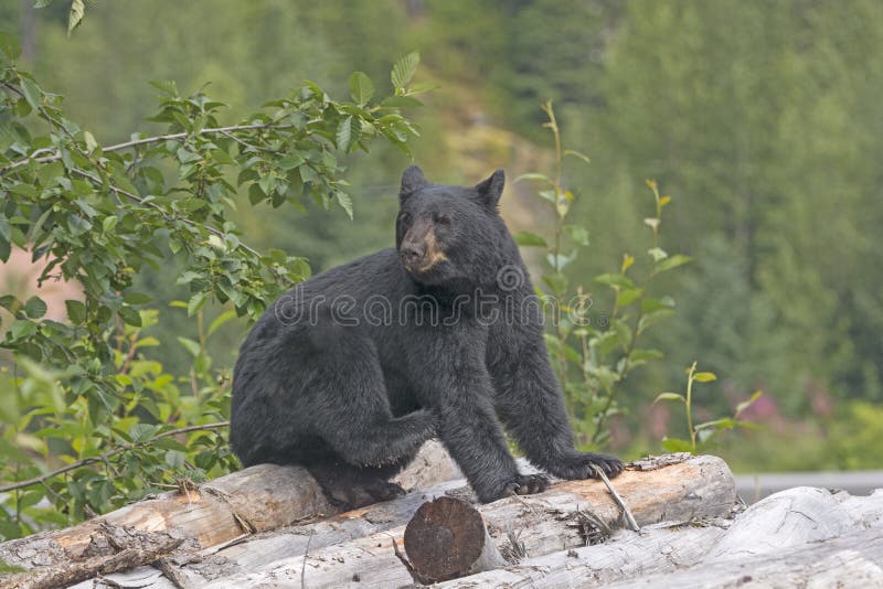 Black Bear on a Log Pile in Alaska Stock Image - Image of mammal, bear ...