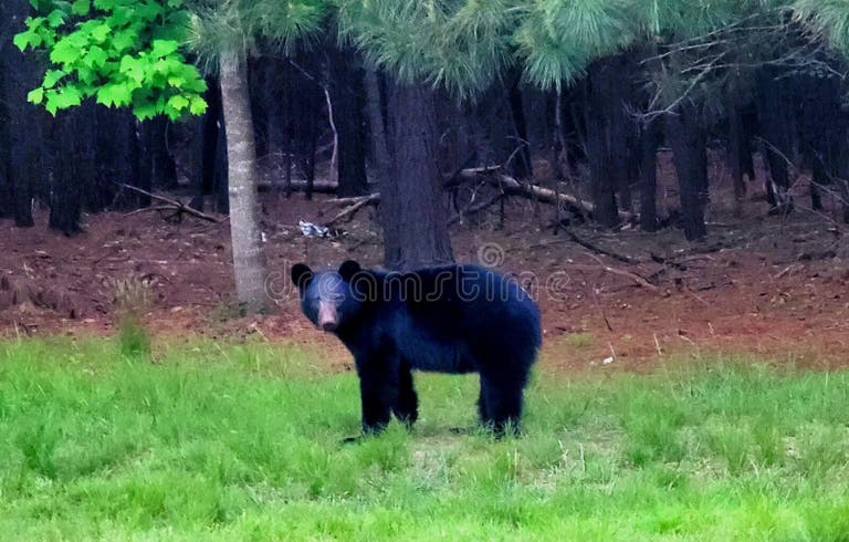 233 Black Bear Looking Back Stock Photos - Free & Royalty-Free Stock ...
