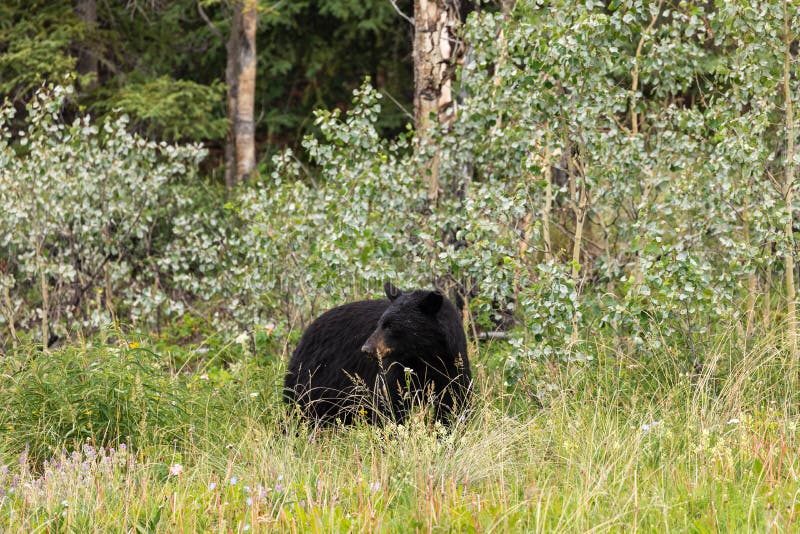 Black Bear is Looking Out of a Forest in Canada Stock Image - Image of ...