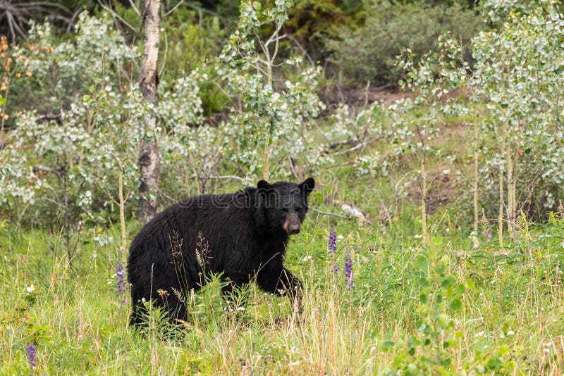 Black Bear is Looking Out of a Forest in Canada Stock Photo - Image of ...
