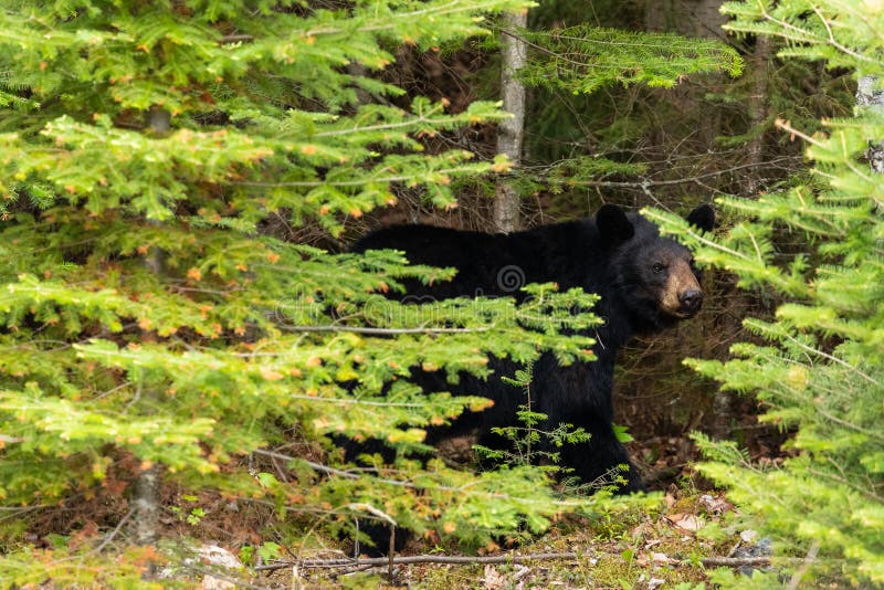 Black Bear is Looking Out of a Forest in Canada Stock Photo - Image of ...