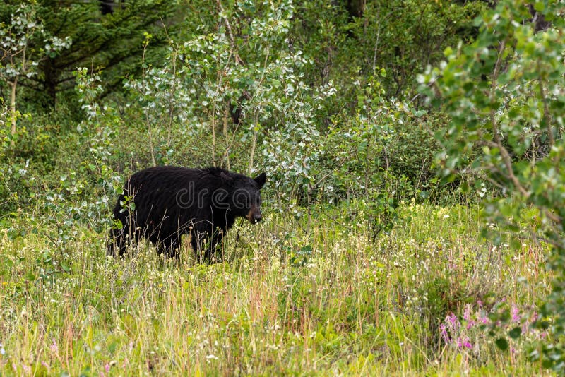Black Bear is Looking Out of a Forest in Canada Stock Image - Image of ...