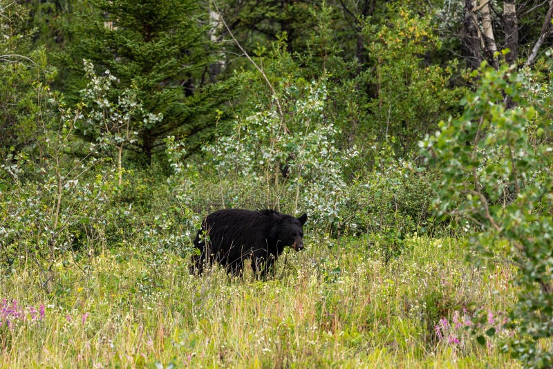 Black Bear is Looking Out of a Forest in Canada Stock Photo - Image of ...