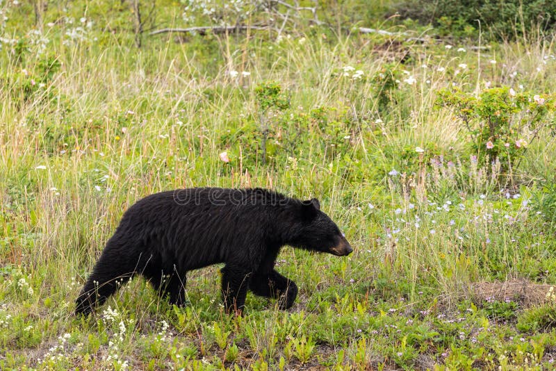 Black Bear is Looking Out of a Forest in Canada Stock Image - Image of ...