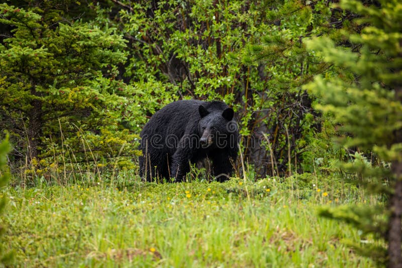 Black Bear is Looking Out of a Forest in Canada Stock Photo - Image of ...
