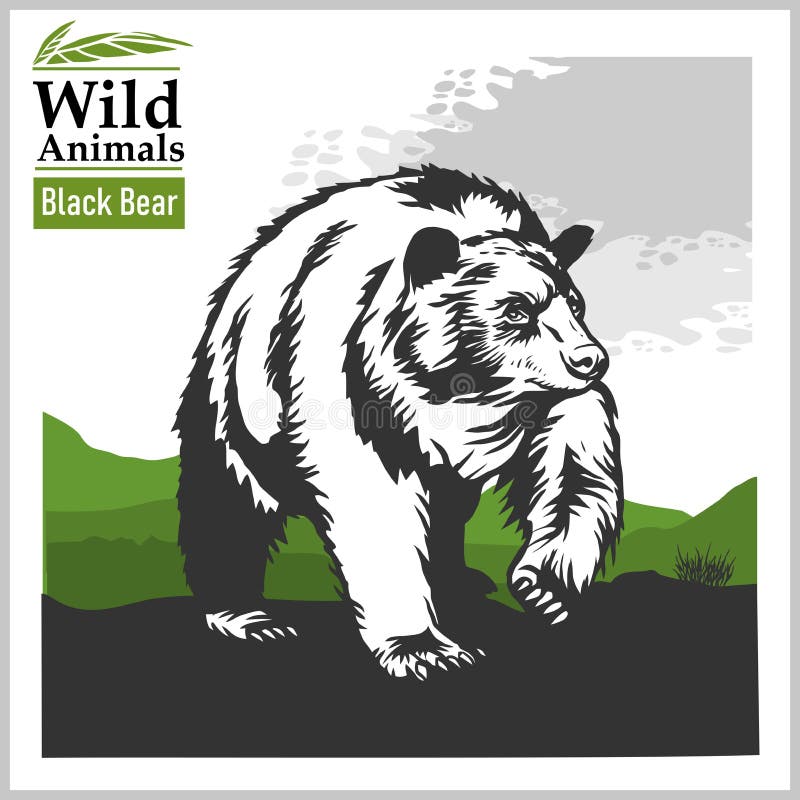 Black Bear - Vector Illustration in Realistic Style Stock Vector ...