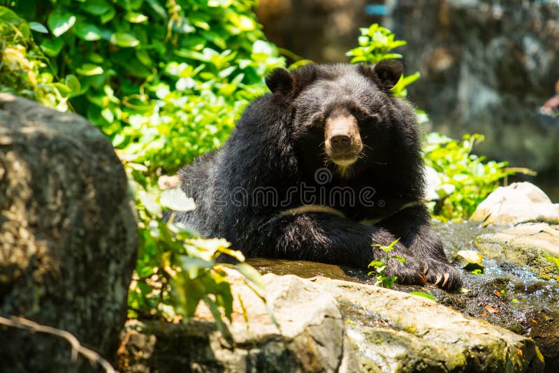 Black bear stock image. Image of hunter, aggressive, insect - 70938541