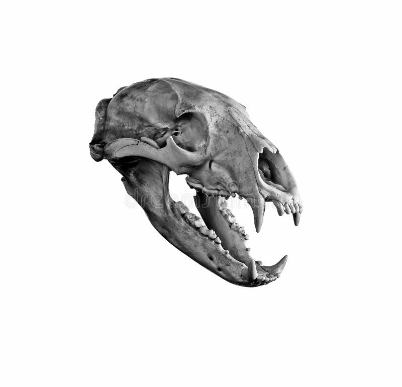 190 Bear Skull Stock Photos - Free & Royalty-Free Stock Photos from ...