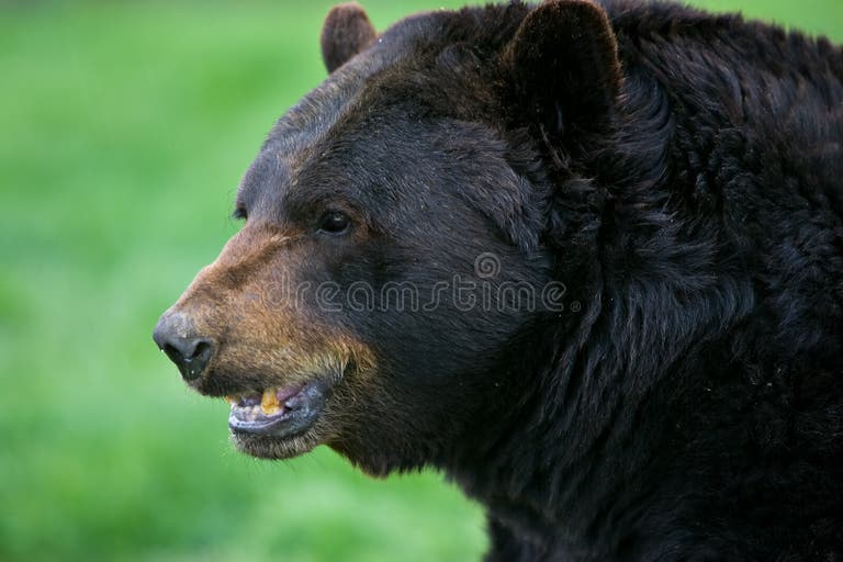 Black Bear profile stock image. Image of huge, large, head - 9408735