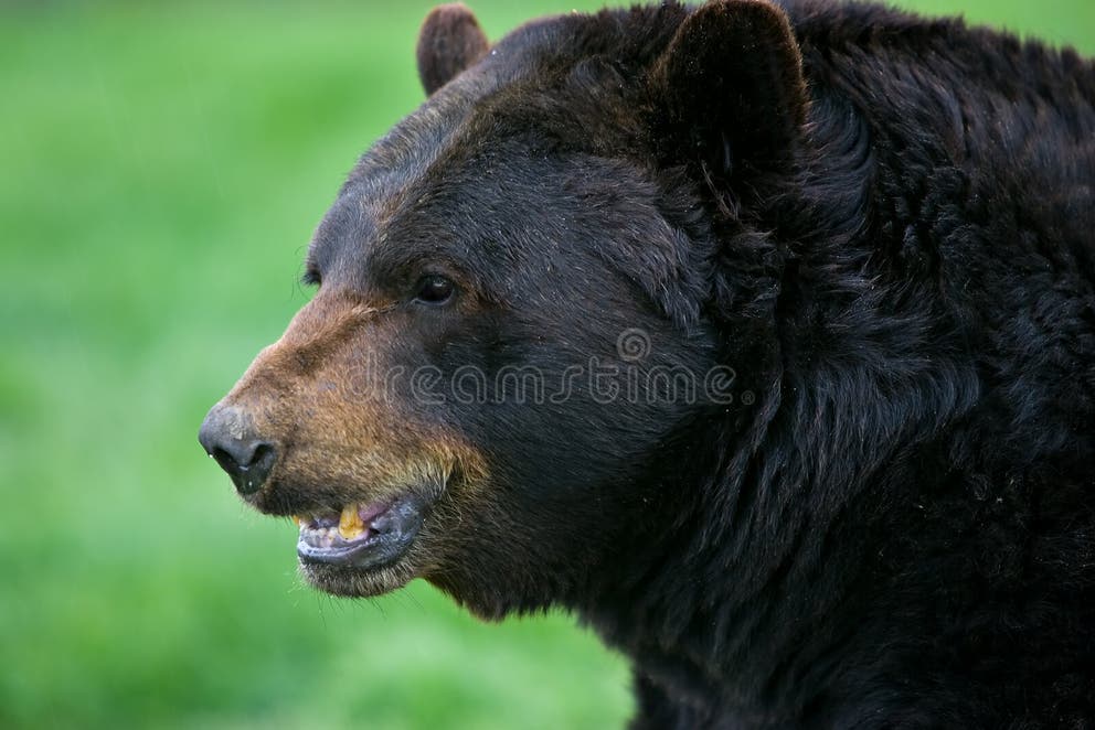 Black Bear profile stock image. Image of huge, large, head - 9408735