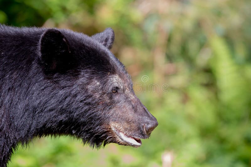 Black bear stock image. Image of nature, looking, offspring - 56945981