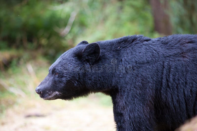 Black bear profile stock photo. Image of claws, black - 47367836