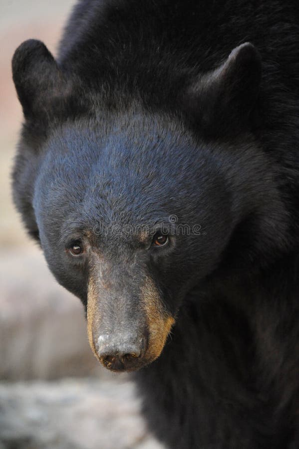 Black Bear with a Questioning Look Stock Image - Image of bear, face ...