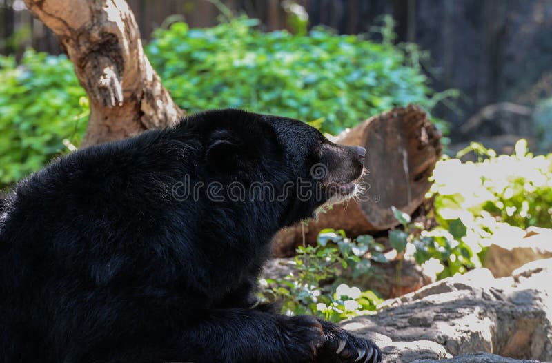 Black Bear relax stock photo. Image of meadow, american - 68147446