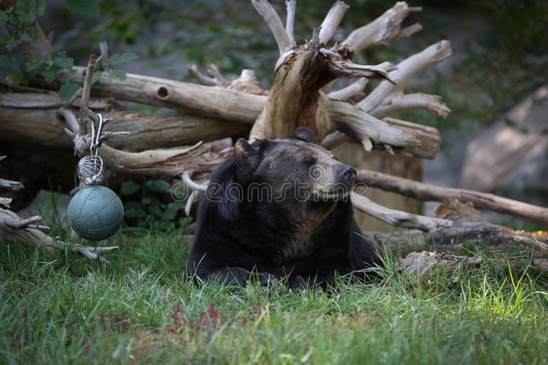 Black Bear Resting stock photo. Image of sleeping, grass - 99750376