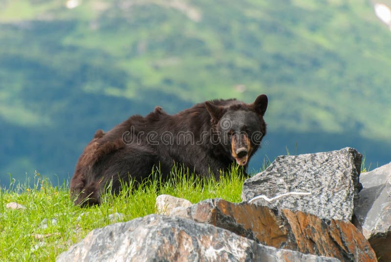 Black Bear Standing on a Rock. Stock Image - Image of americanus ...