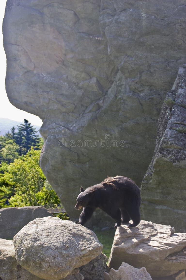 Boone Bear Stock Photos - Free & Royalty-Free Stock Photos from Dreamstime