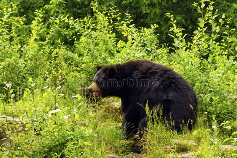 Black bear stock image. Image of clearing, wild, bushes - 32244015