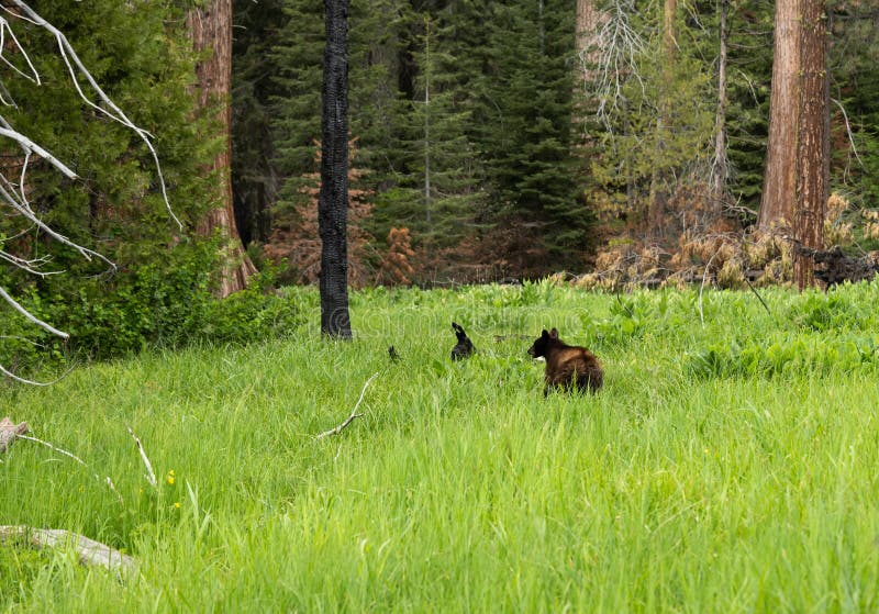 Black Bear Runs Away through Thick Grass Stock Photo - Image of ...